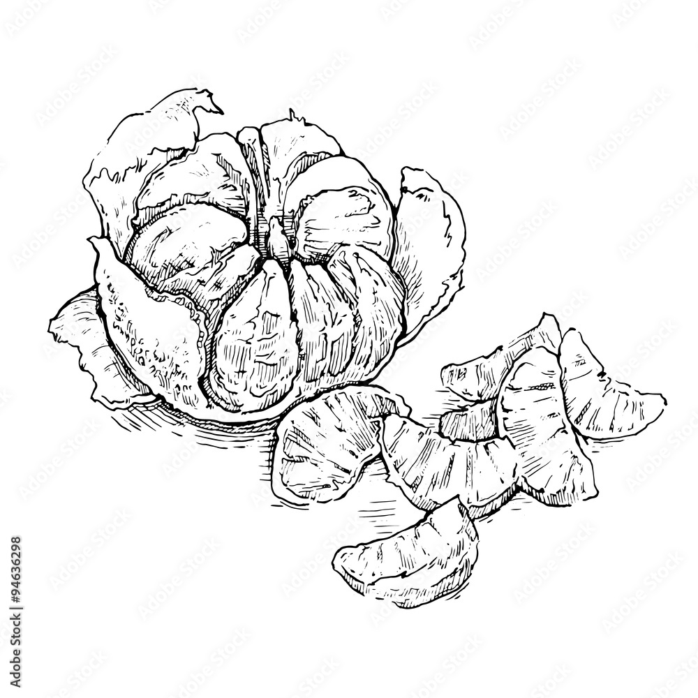 Mandarin, vector hand drawing Stock Vector | Adobe Stock