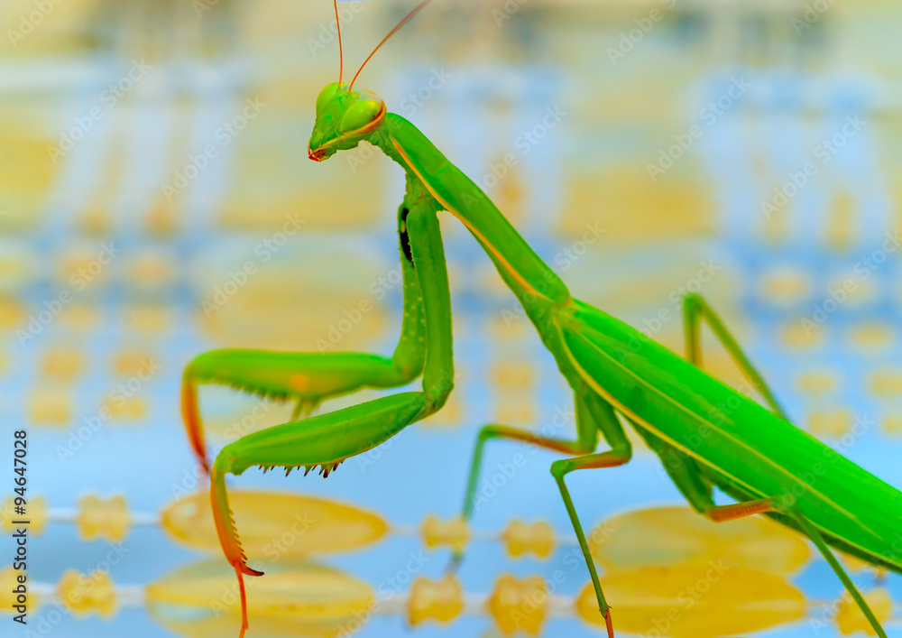 Beautiful Praying Mantis
