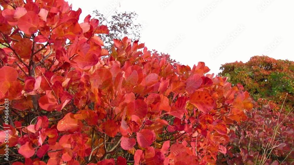 Red smoke tree in Carst region - autumn time - pan right Stock Video ...
