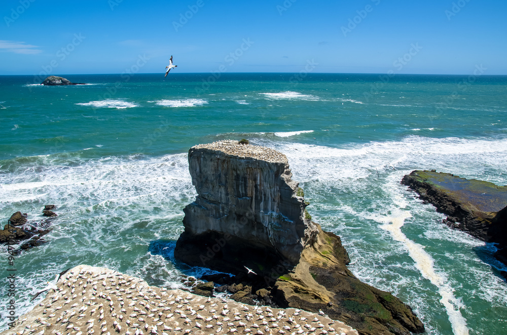 Muriwai Gannet Colony which is located at Muriwai Regional Park.It is ...
