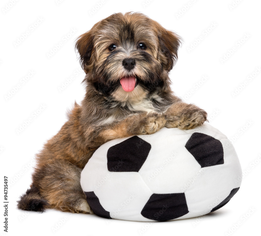 Cute happy havanese puppy dog playing with a soccer ball toy Stock ...