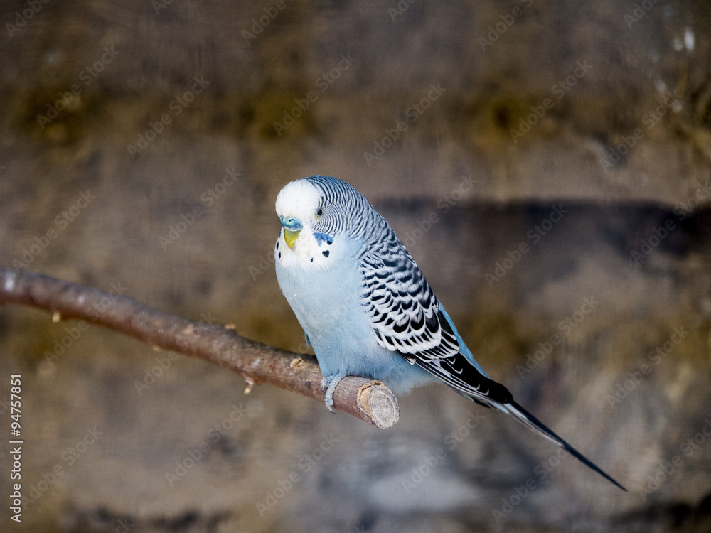 periquito azul / periquito subido a una rama, cuerpo entero Stock Photo ...