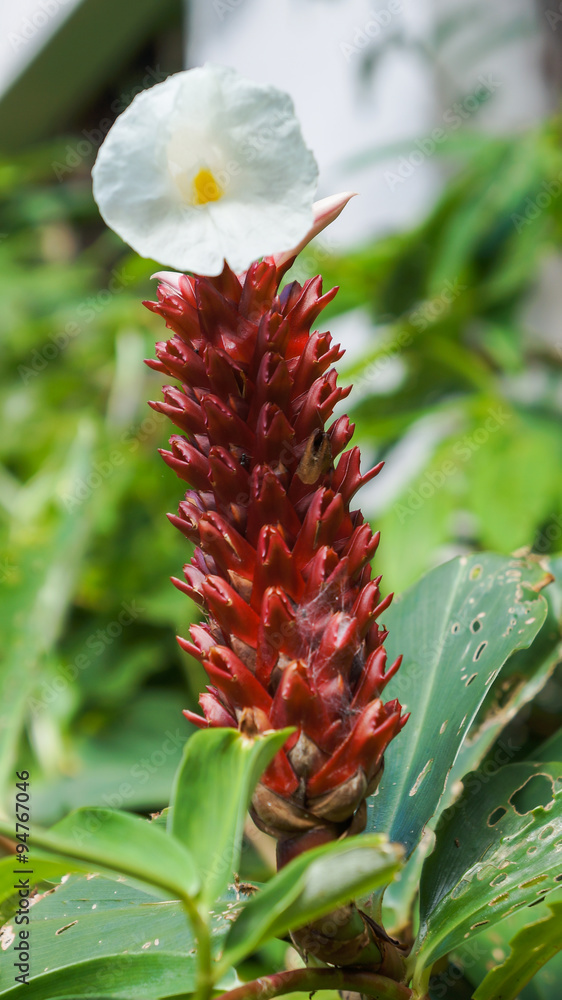 Galangal Flower
