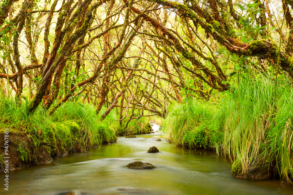 Discover the awe inspiring Paper Tree Forest,one of the world's oldest ...