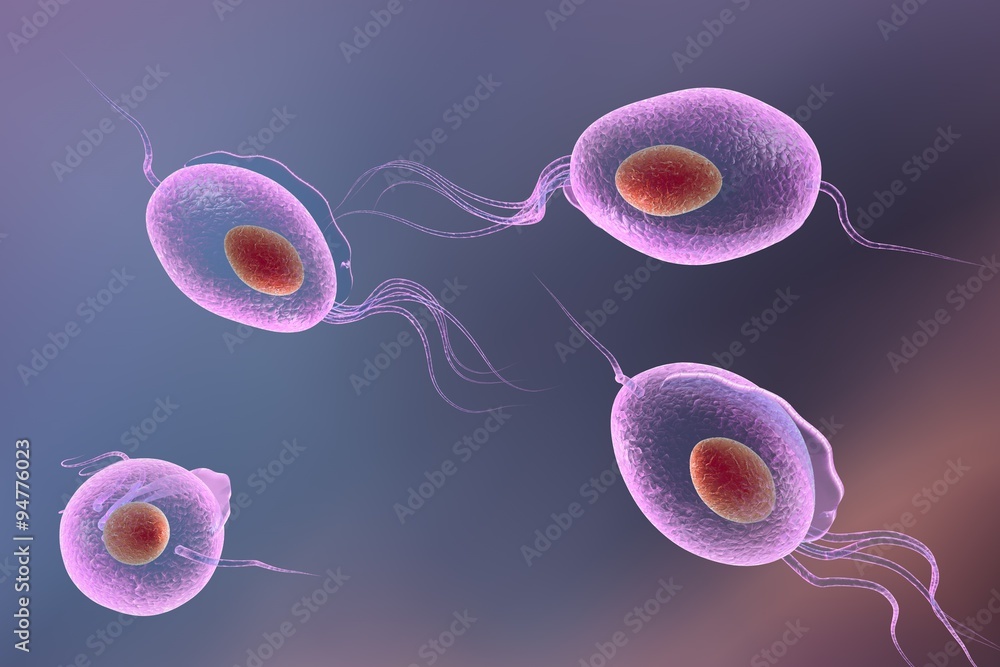 Trichomonas Vaginalis Under Microscope