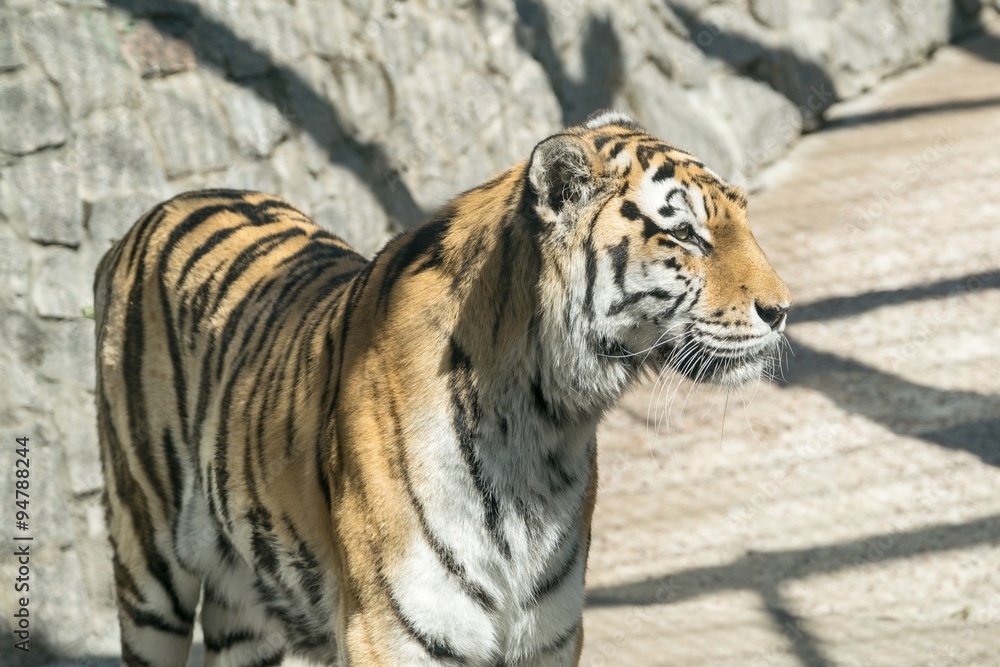 big tiger stand and looks aside Stock Photo | Adobe Stock