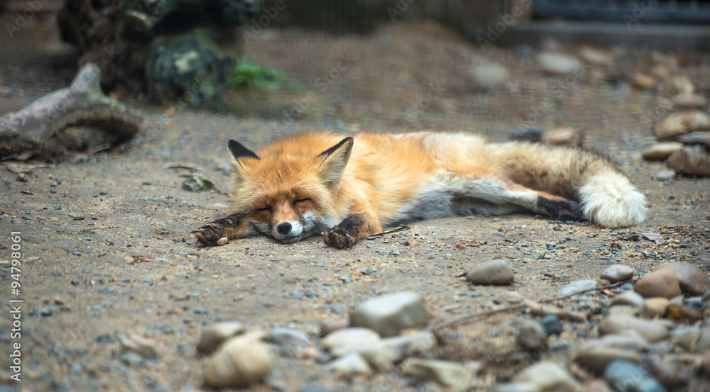 Red fox lying sleeping on the ground (looks dead) Stock Photo | Adobe Stock