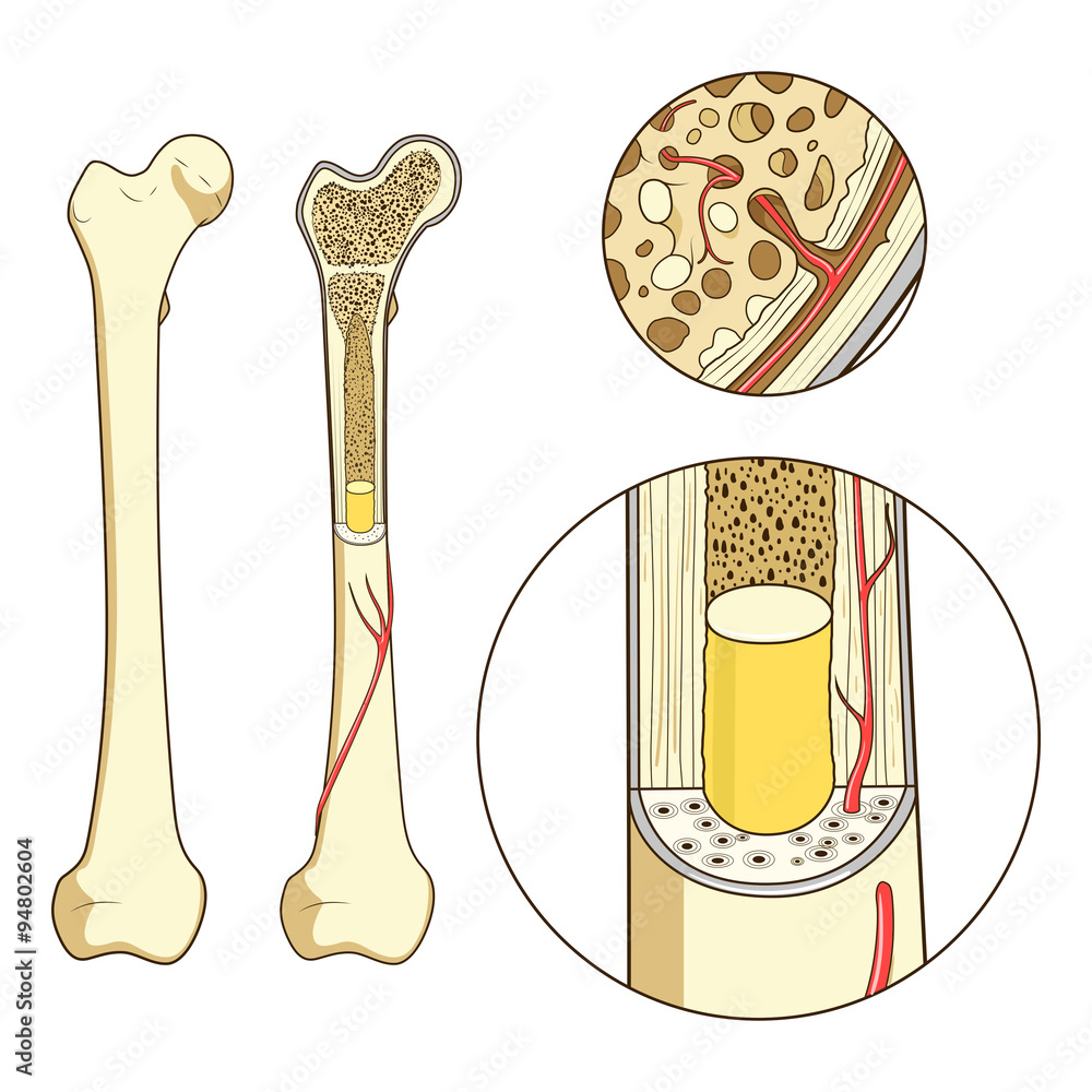 Bone structure medical educational vector Stock Vector | Adobe Stock