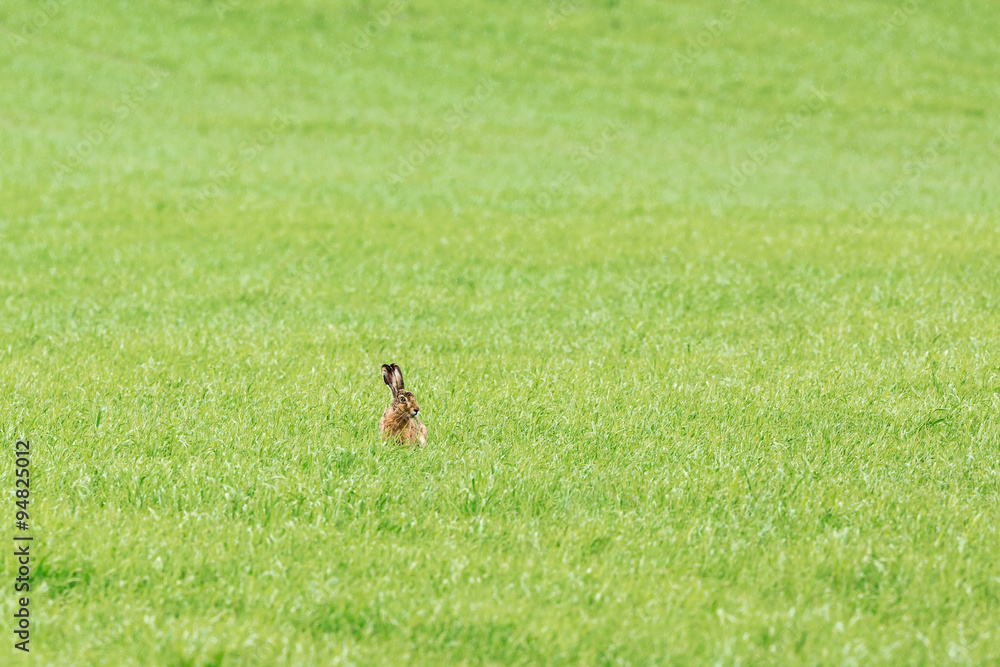 Hare sitting in the meadow Stock Photo | Adobe Stock