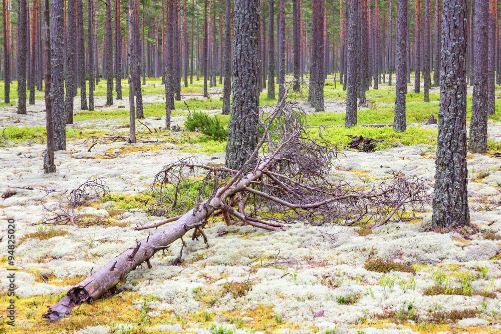 Fallen pine tree in forest Stock Photo | Adobe Stock