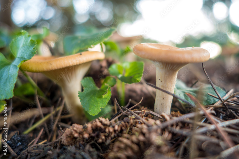 Funghi nel bosco Stock Photo | Adobe Stock