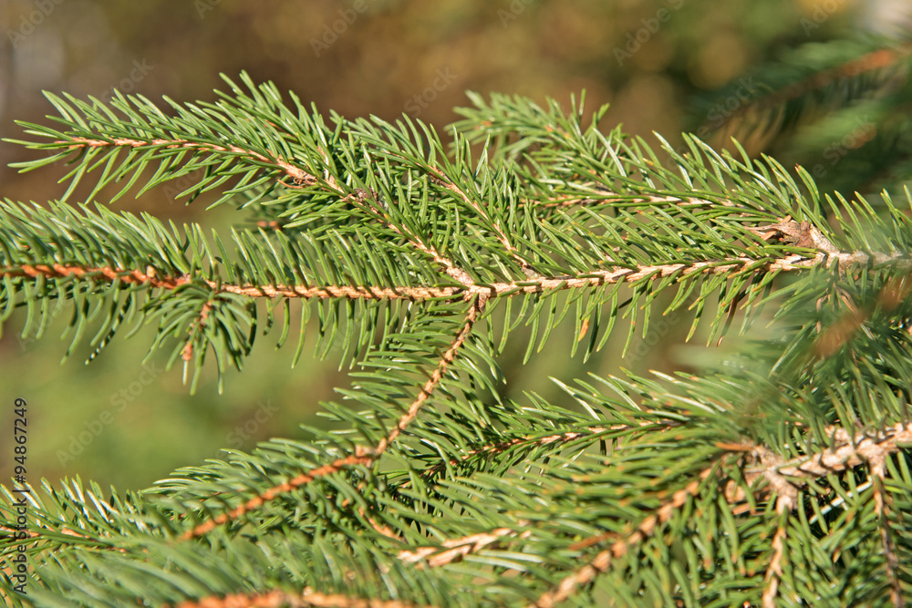 Fichtenzweig Stock-Foto | Adobe Stock