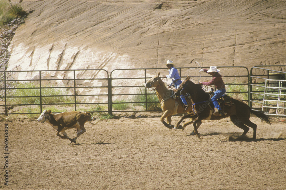 Calf roping, Inter-Tribal Ceremonial Indian Rodeo, Gallup NM Stock ...