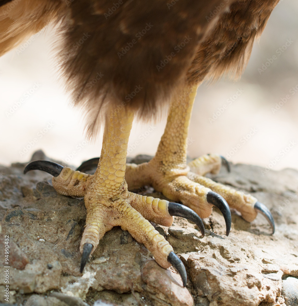 paws with claws bird hawk Stock-Foto | Adobe Stock