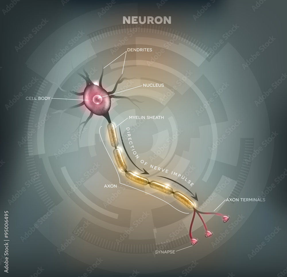 Labeled diagram of the Neuron, nerve cell that is the main part of the ...