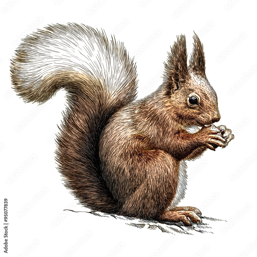 engrave squirrel illustration Stock Illustration | Adobe Stock