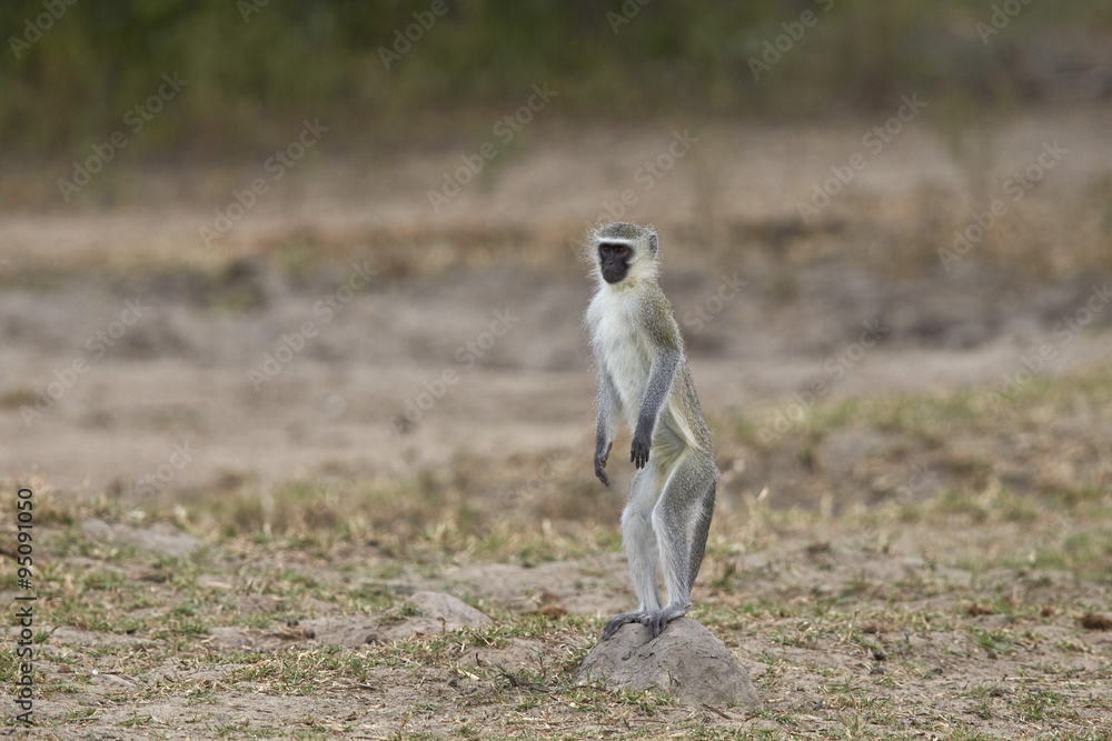 Vervet monkey (Chlorocebus aethiops) standing on its hind legs, Kruger ...