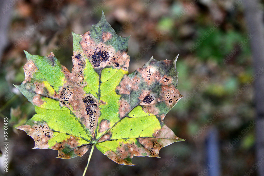 feuille malade Stock Photo | Adobe Stock