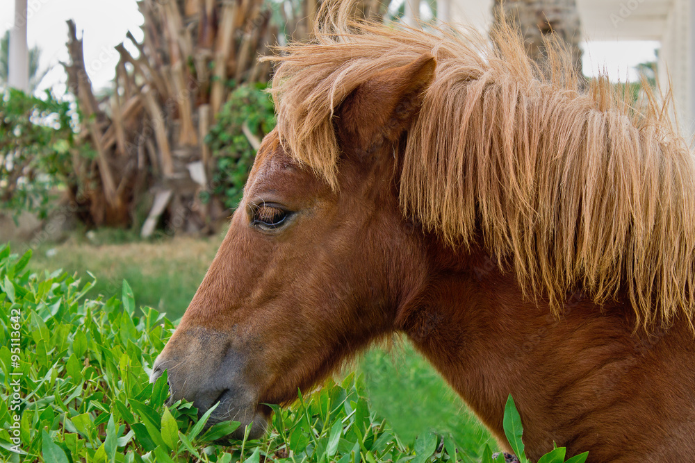 Liver Colored Horse