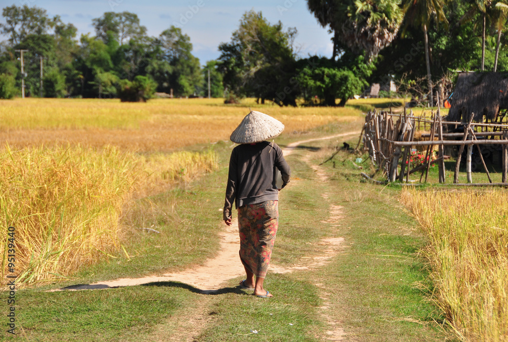 Asian woman walks between rice fields, wearing Asian conical hat (Asian ...