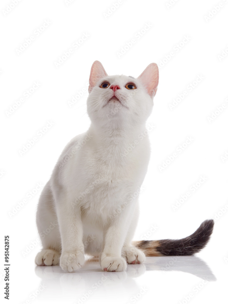 White cat with a multi-colored striped tail Stock Photo | Adobe Stock