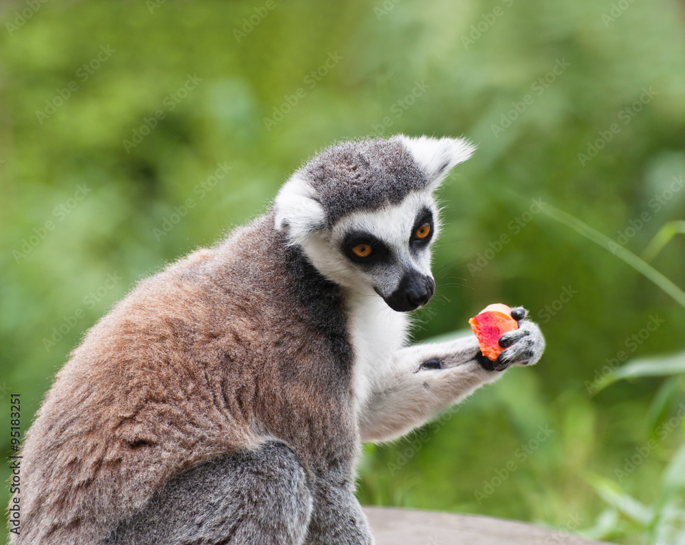 Ring tailed lemur eating fruit Stock Photo | Adobe Stock