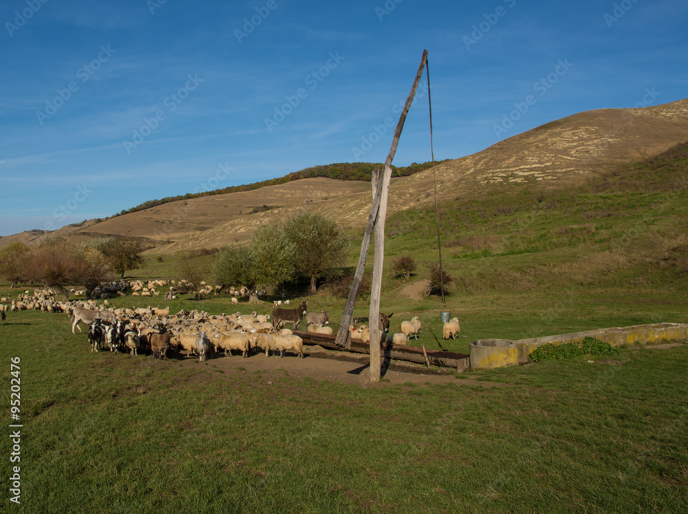 Flock of sheep, goats and donkeys near the watering place. Old man made ...