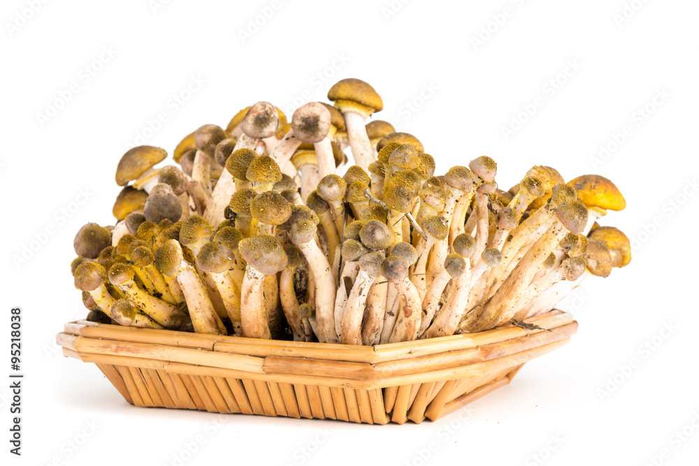 Cestino di vimini con funghi pioppini isolati su sfondo bianco Stock ...