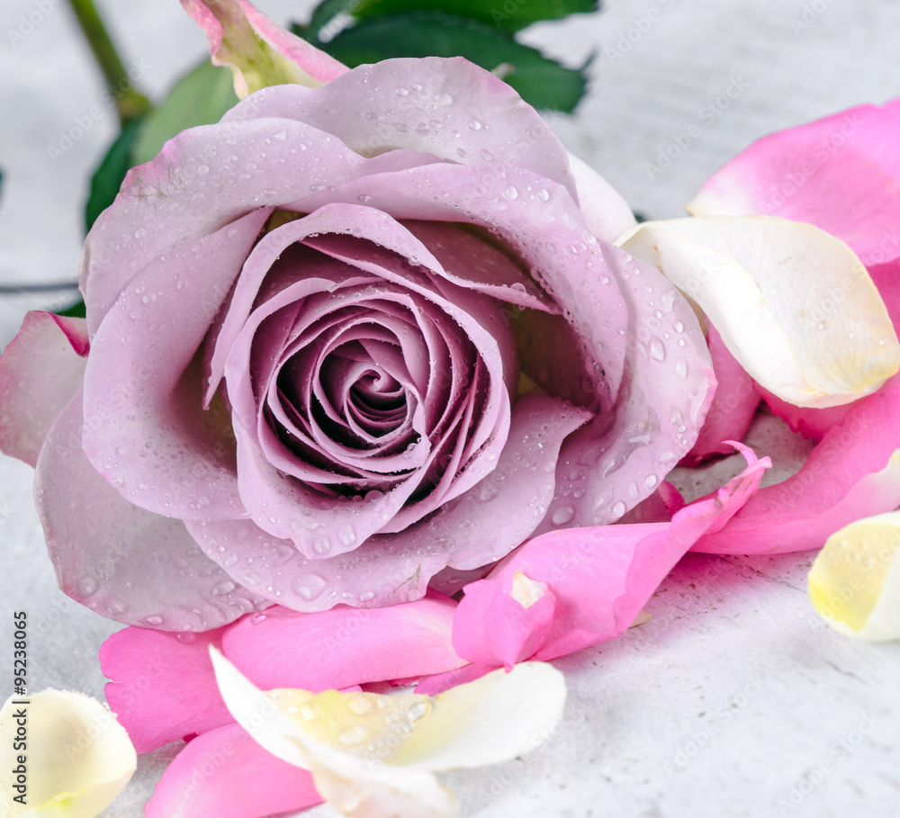 Violette Rose, ganz nah :) Stock-Foto | Adobe Stock