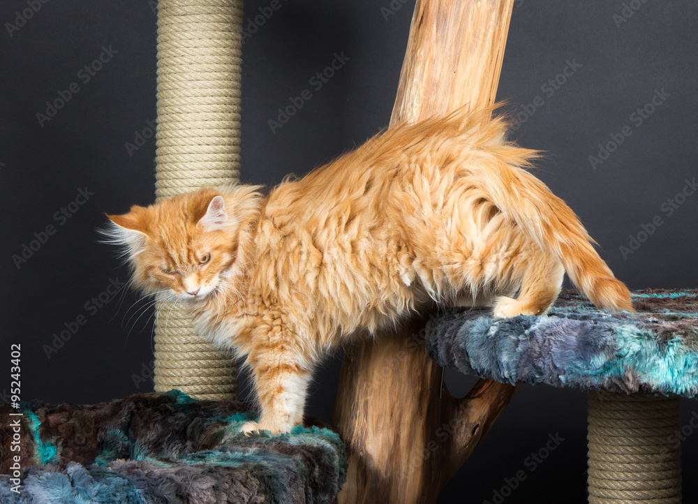 maine coon katze Stock Photo | Adobe Stock