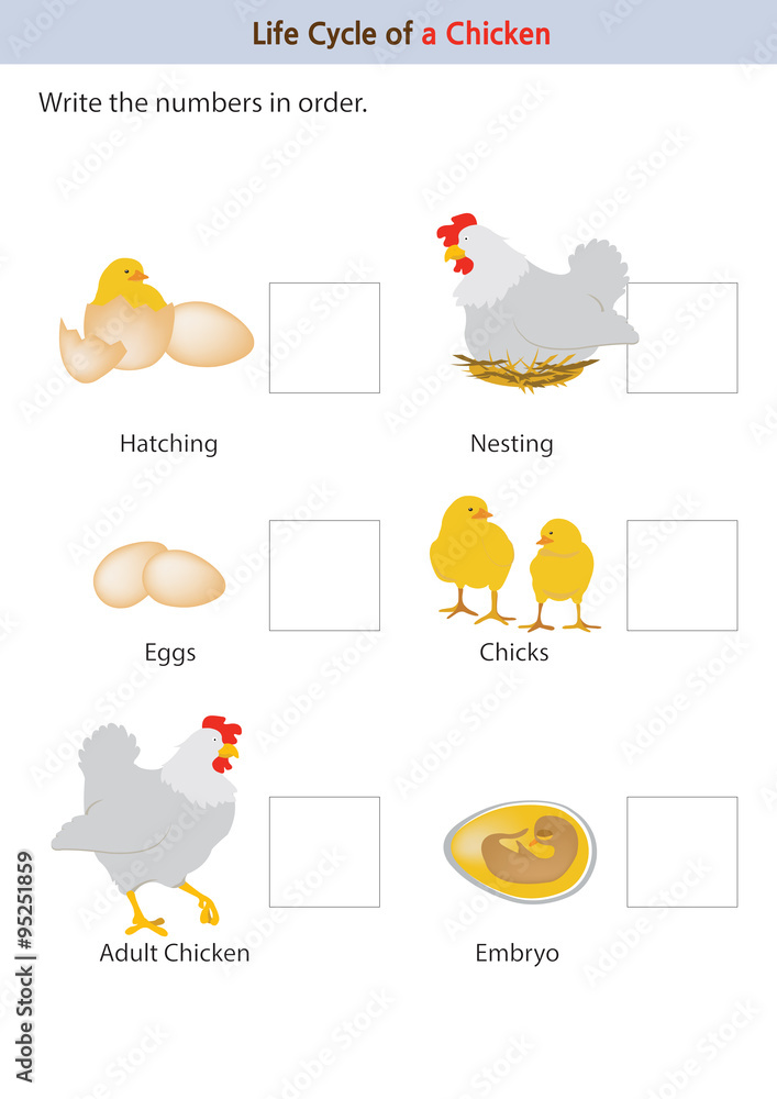 This picture shows the life cycle of a chicken from an egg to a chicken ...