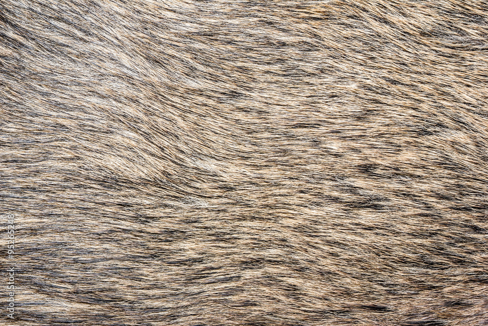 Boar fur texture. Stock Photo | Adobe Stock