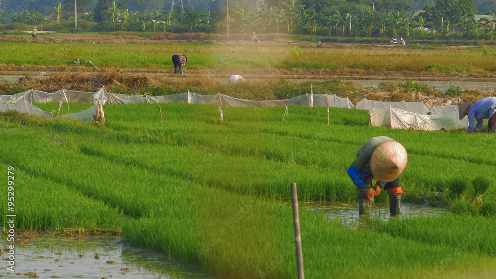 Vidéo Stock Dolly shot of Rice farmers working in green lush rice ...