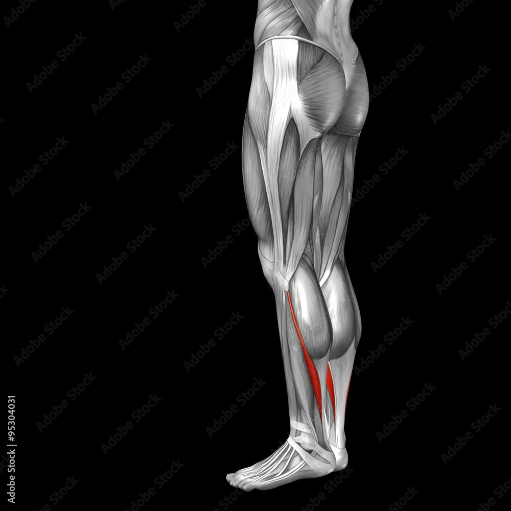 Conceptual 3D human back lower leg muscle anatomy Stock Illustration ...