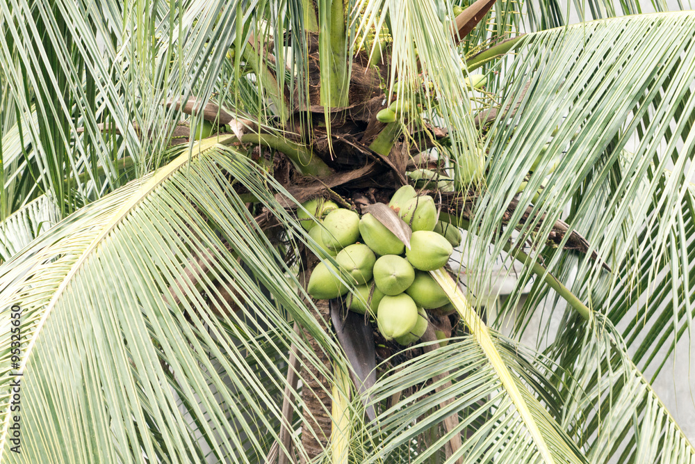 Coconut at Tree Stock Photo | Adobe Stock