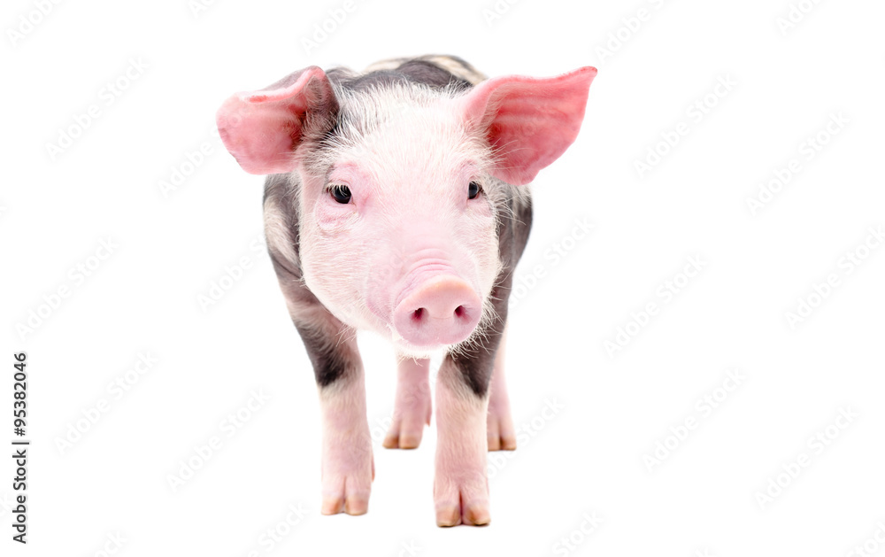 Cute little pig standing isolated on a white background Stock Photo ...
