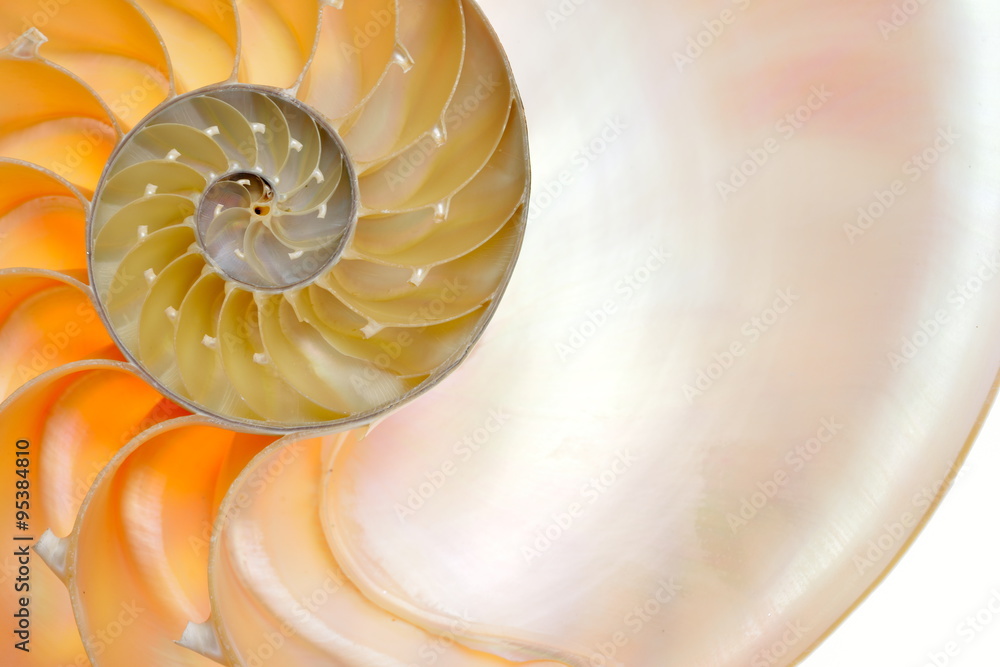nautilus shell isolated on white background Stock Photo | Adobe Stock