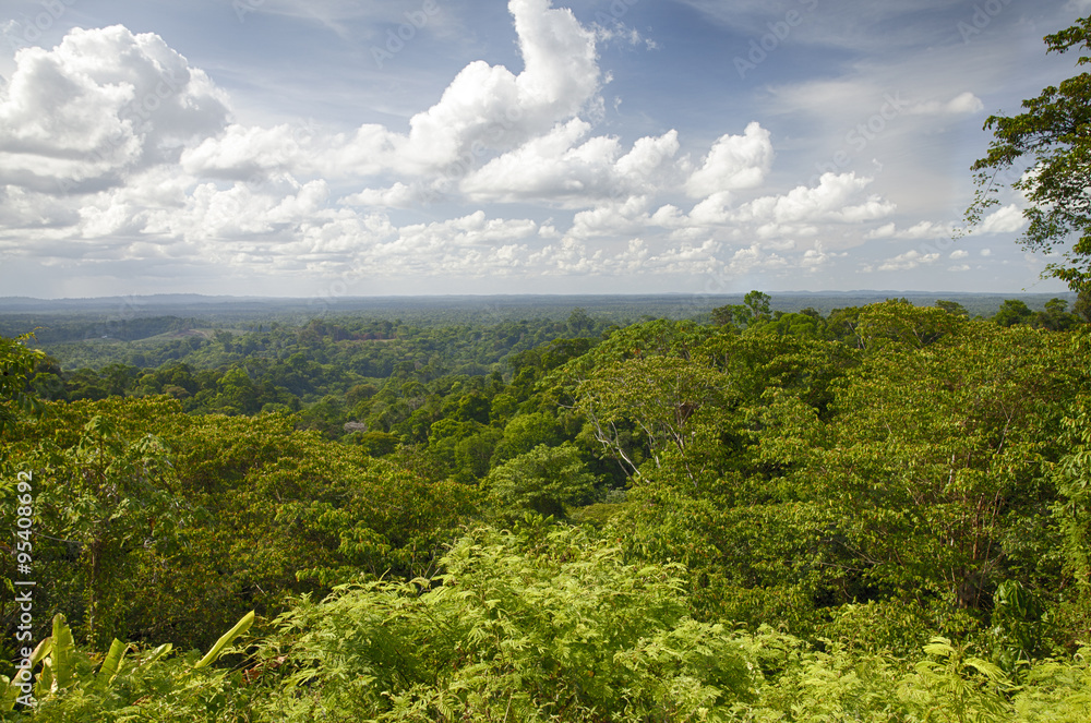 Forêt de Guyane-Amazonie Stock Photo | Adobe Stock