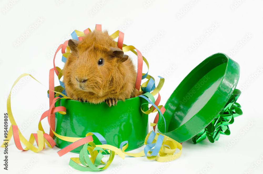 pig out of the box... Stock-Foto | Adobe Stock