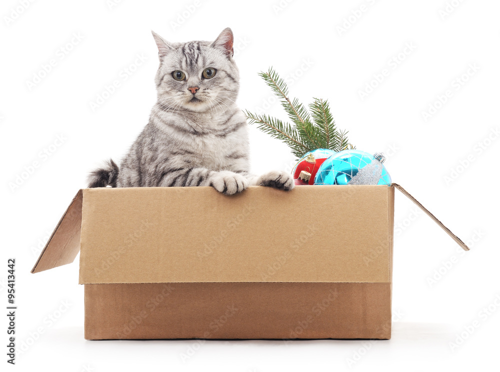 Fotografia do Stock: Cat in a box with Christmas decorations. | Adobe Stock