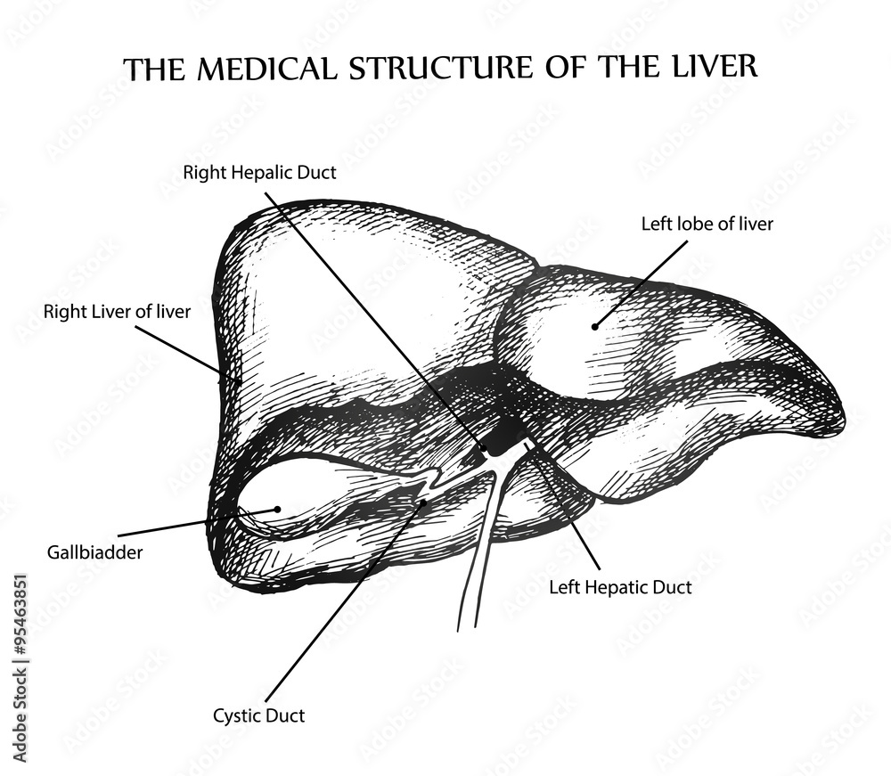 Diagram Of Liver Liver Anatomy Labeled Diagram Stock Illustration