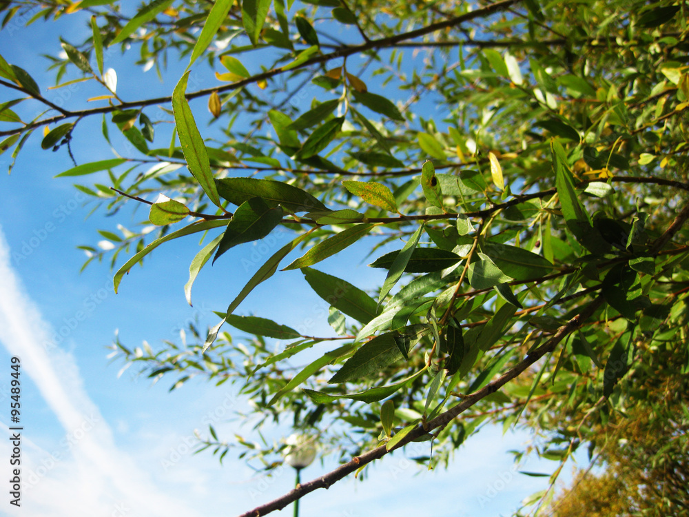 Ramas de Árboles. Stock Photo | Adobe Stock
