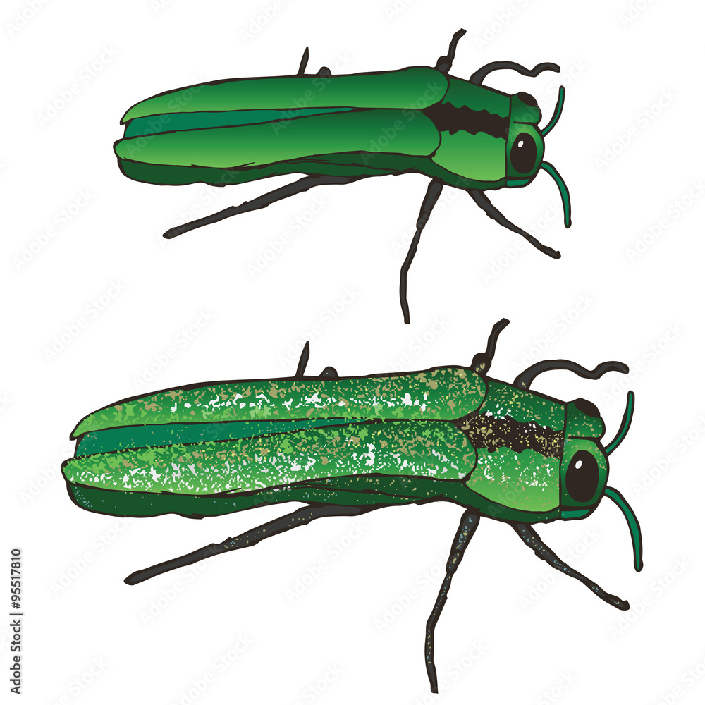 The Emerald Ash Borer: Eating and Bringing Death to Your Mountain Ash ...