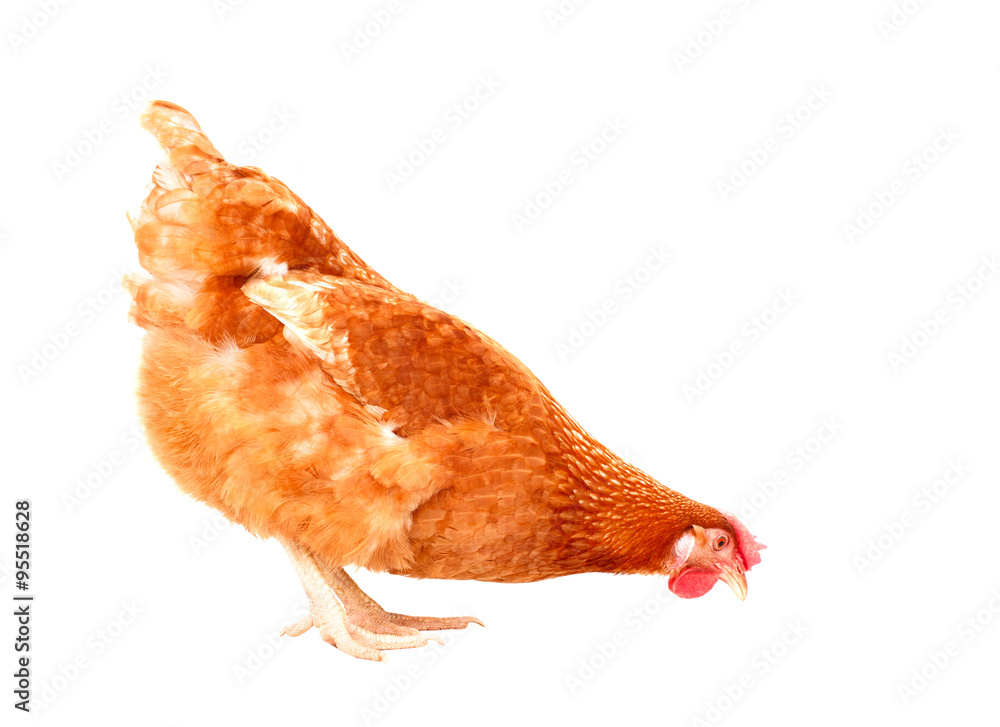 full body of brown chicken hen standing isolated white backgroun Stock ...