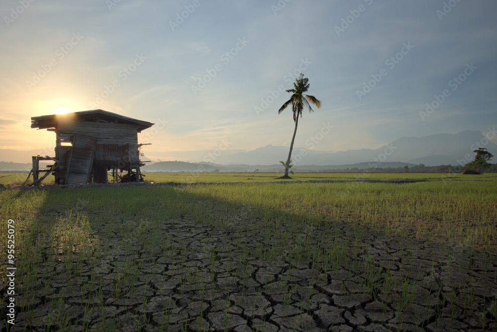 Sabah North Borneo Malaysian landscape with rice field and Mount ...