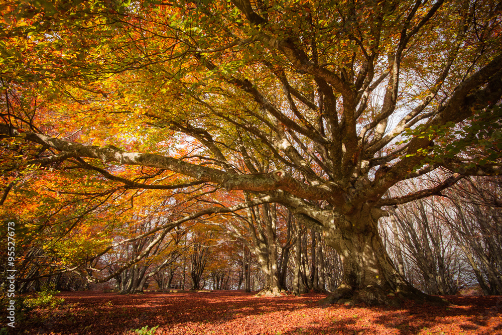 Foto Stock Grande faggio europeo monumentale (Fagus sylvatica) | Adobe ...