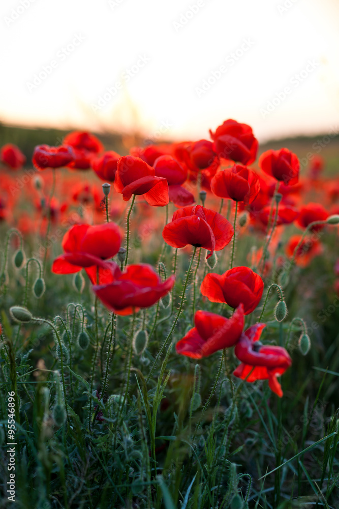 Mohnblumenwiese Stock-Foto | Adobe Stock