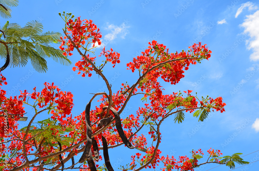 Branch Flame tree delonix regia over background sky Stock Photo | Adobe ...