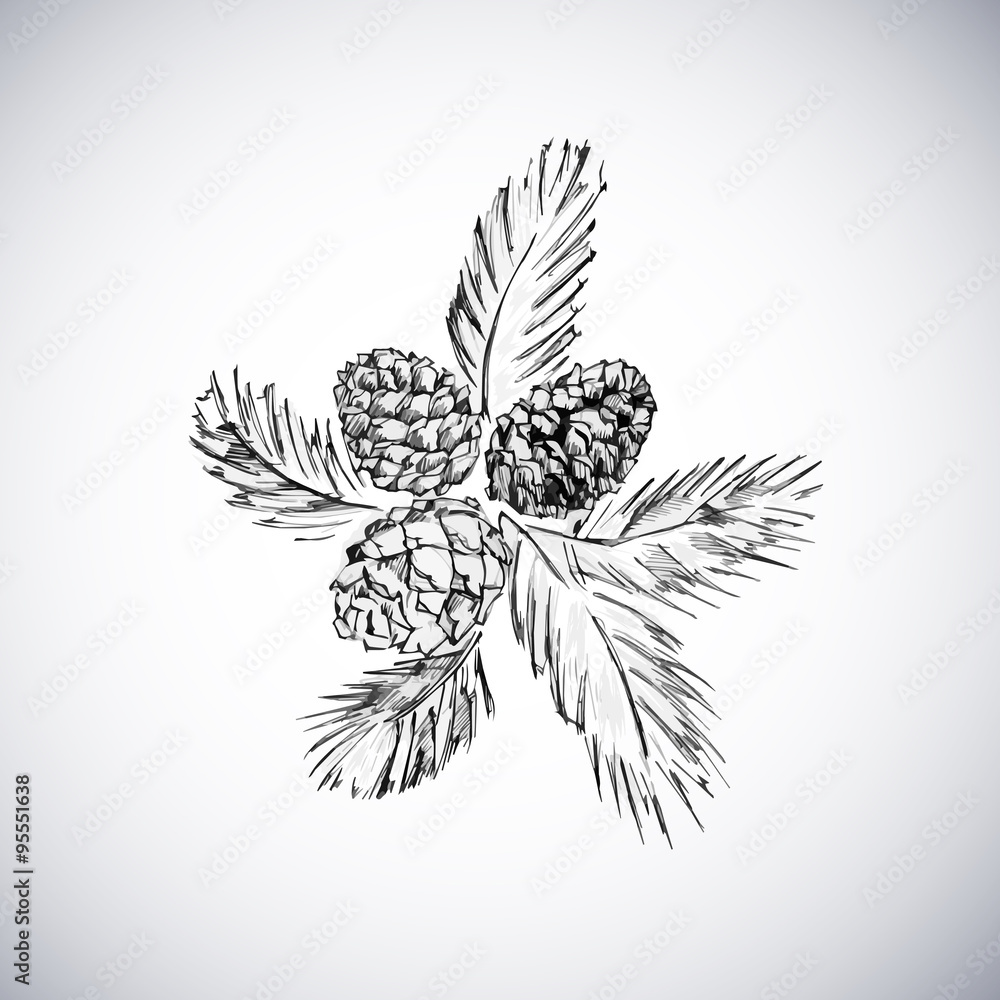Black and white drawing of the hand of cedar branches with cones. Stock ...