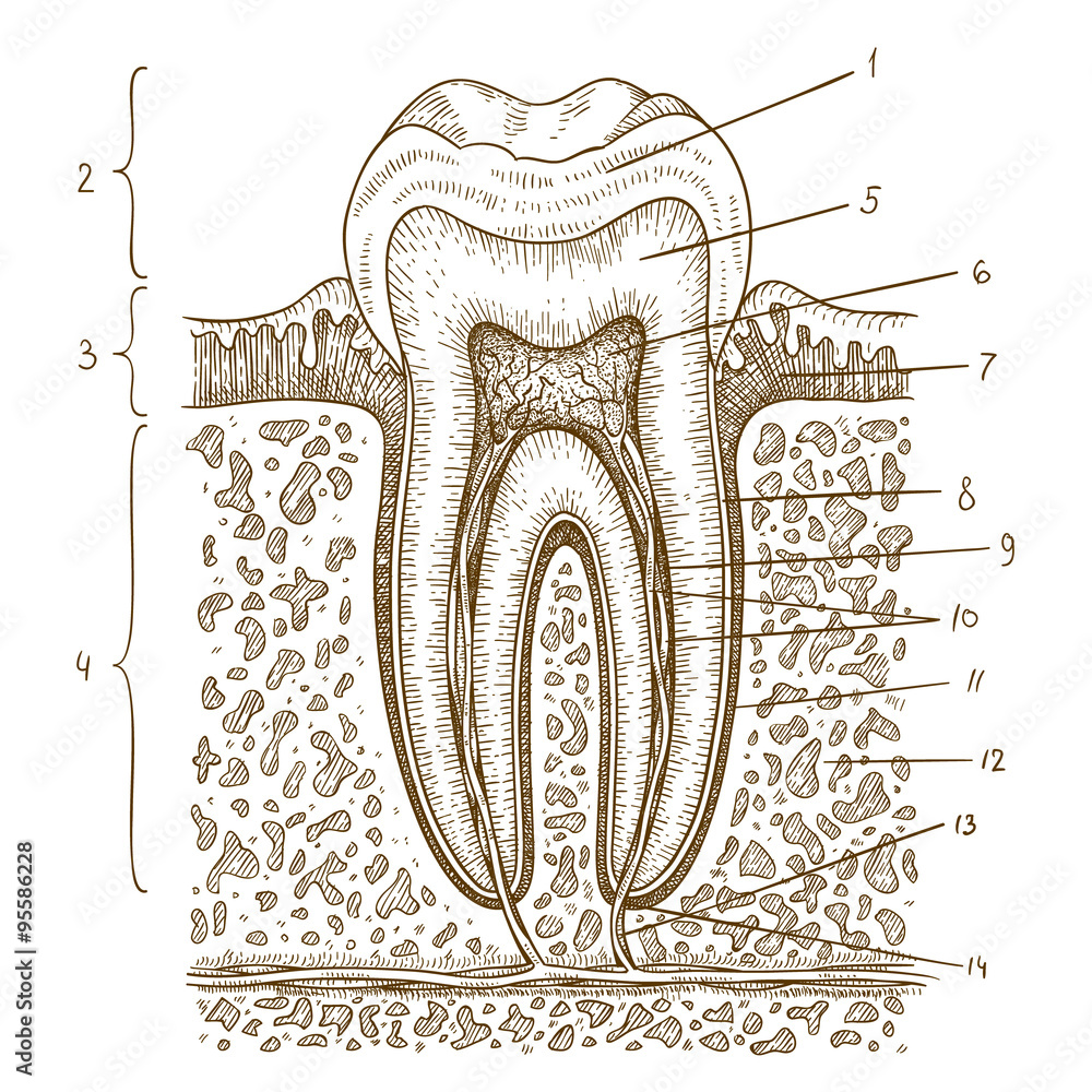 engraving illustration of human tooth diagram Stock Vector | Adobe Stock